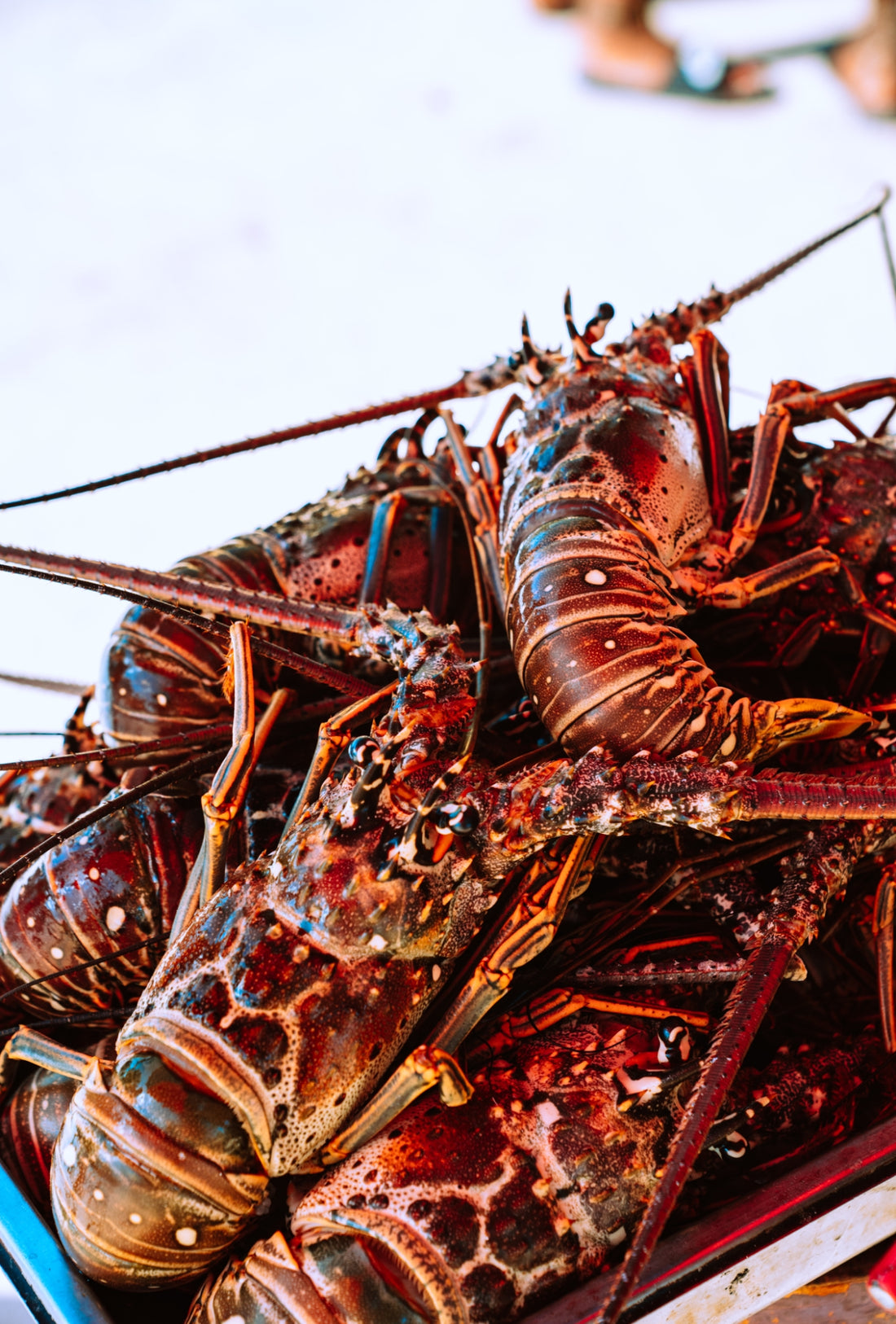 Fresh Florida Spiny Lobster | WildCaught Palm Beach Lobster